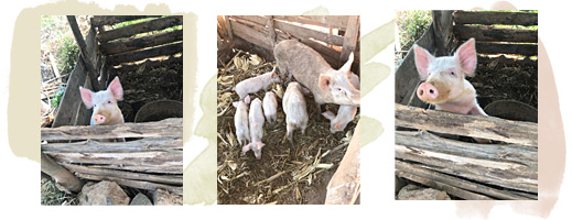 Flower Delivery | Bunches