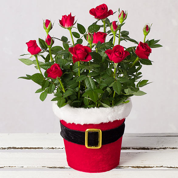 Flower Delivery | Bunches