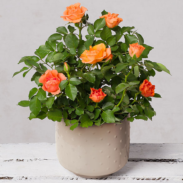 Flower Delivery | Bunches