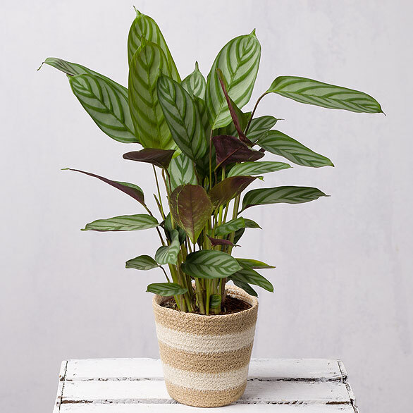 Flower Delivery | Bunches