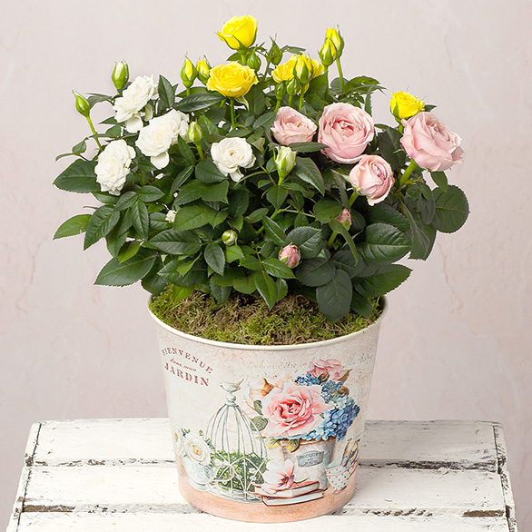 Flower Delivery | Bunches