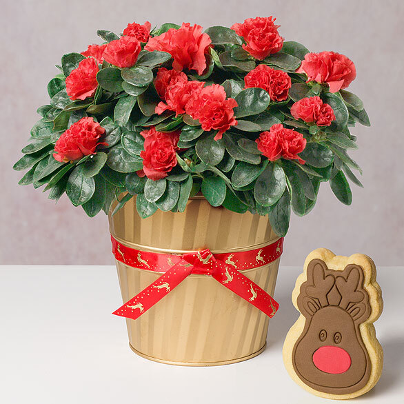 Flower Delivery | Bunches
