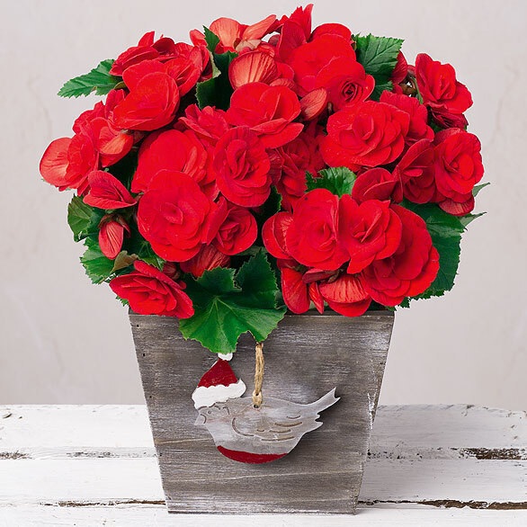 Flower Delivery | Bunches