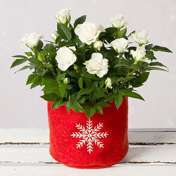 Flower Delivery | Bunches