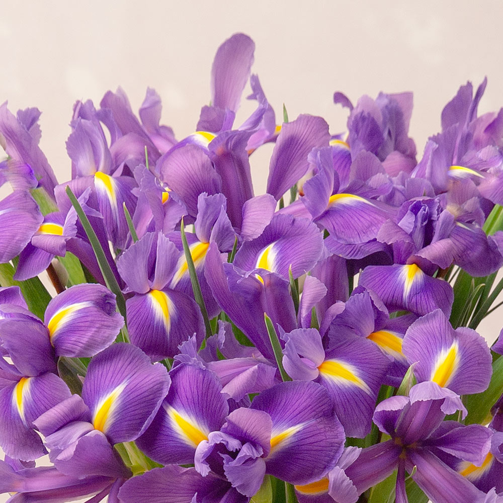 Flower Delivery | Bunches