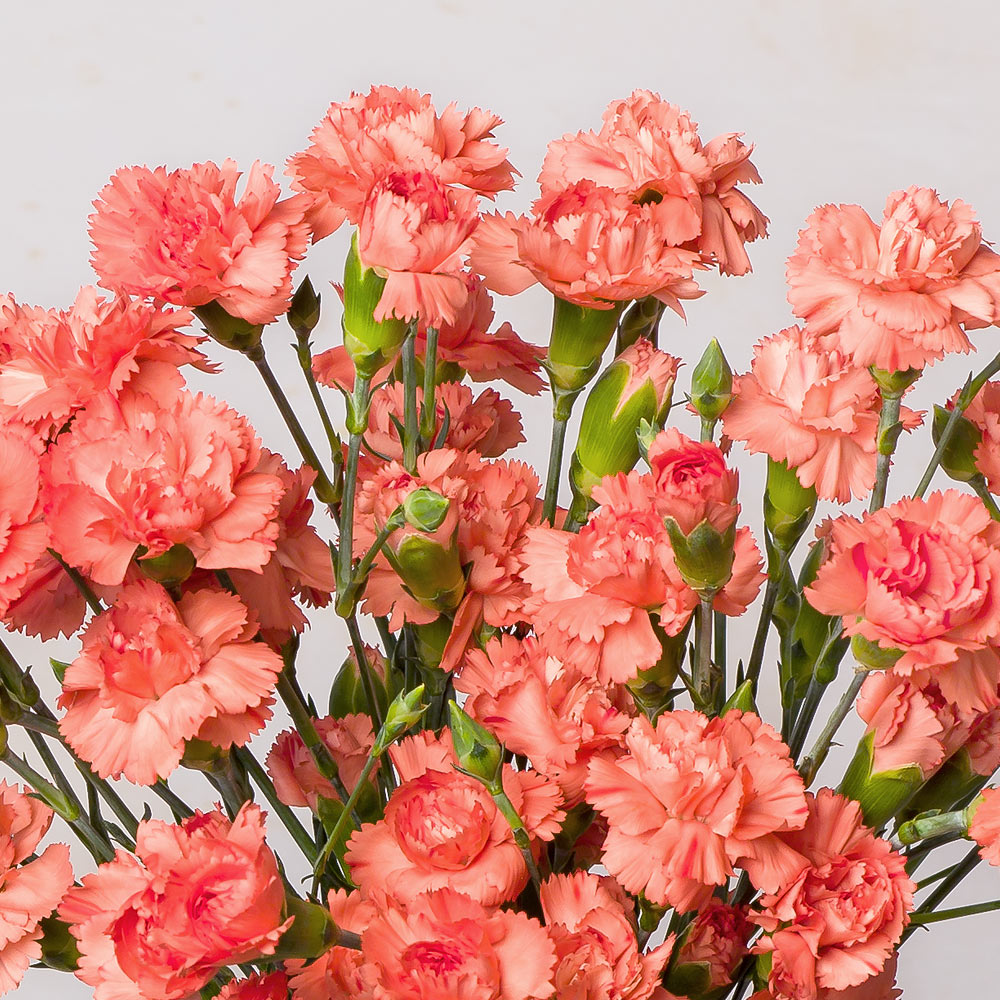 Flower Delivery | Bunches