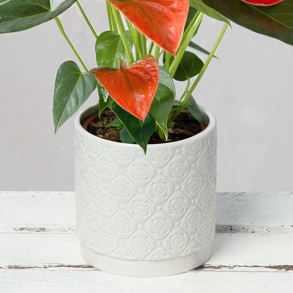 Anthurium Plant Basket Anthurium Andraeanum 'Vanilla' (Pot Size 9cm)