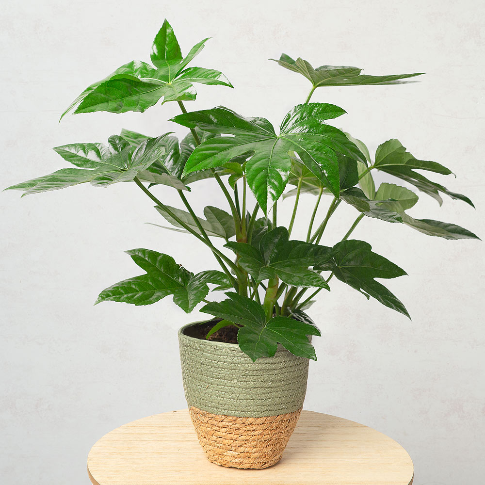 Flower Delivery | Bunches