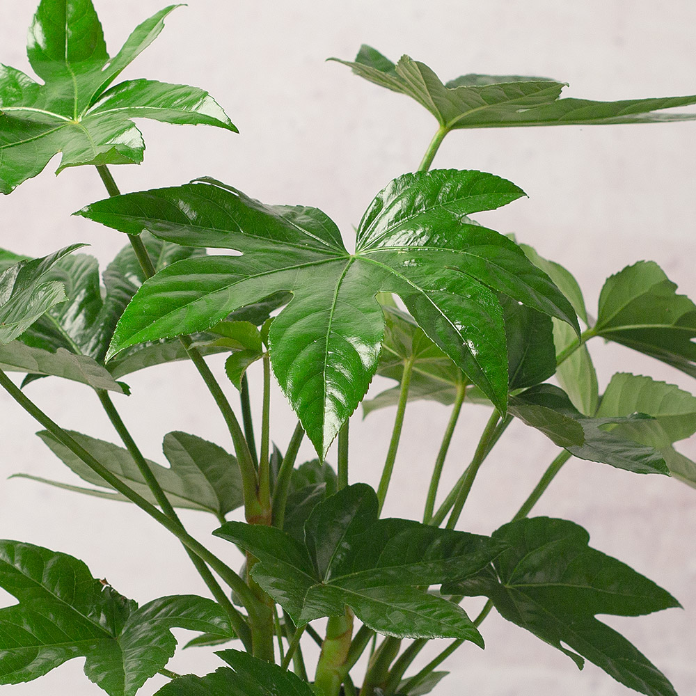 Flower Delivery | Bunches