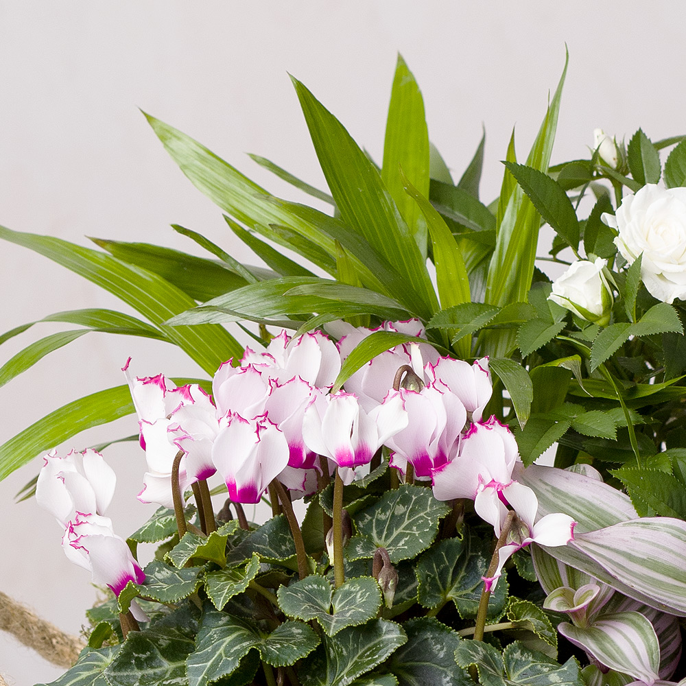 Flower Delivery | Bunches