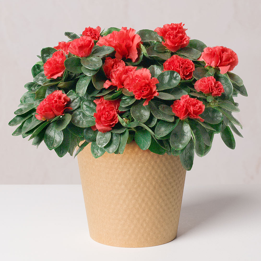Flower Delivery | Bunches