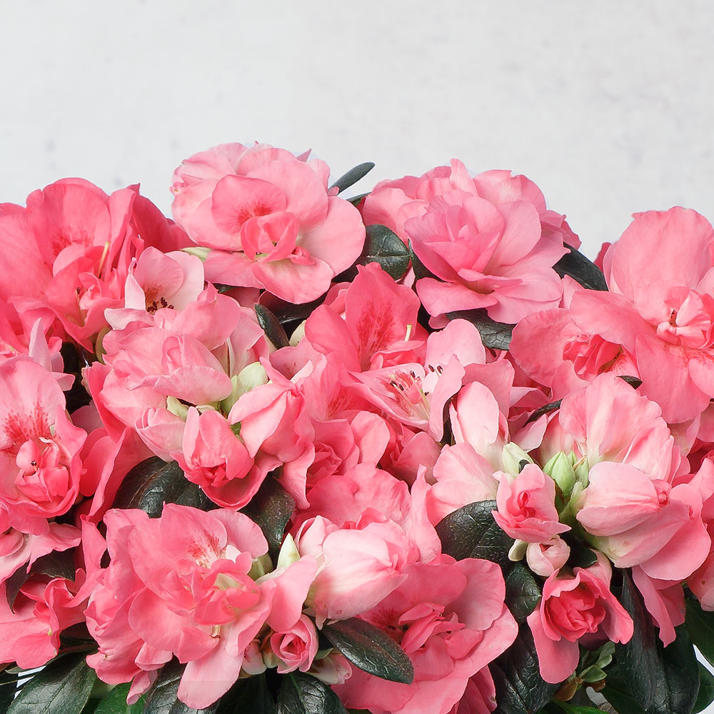 Flower Delivery | Bunches