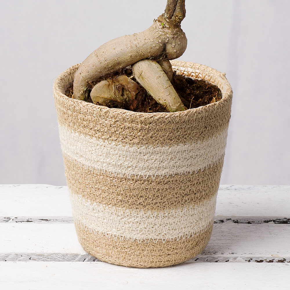 Flower Delivery | Bunches