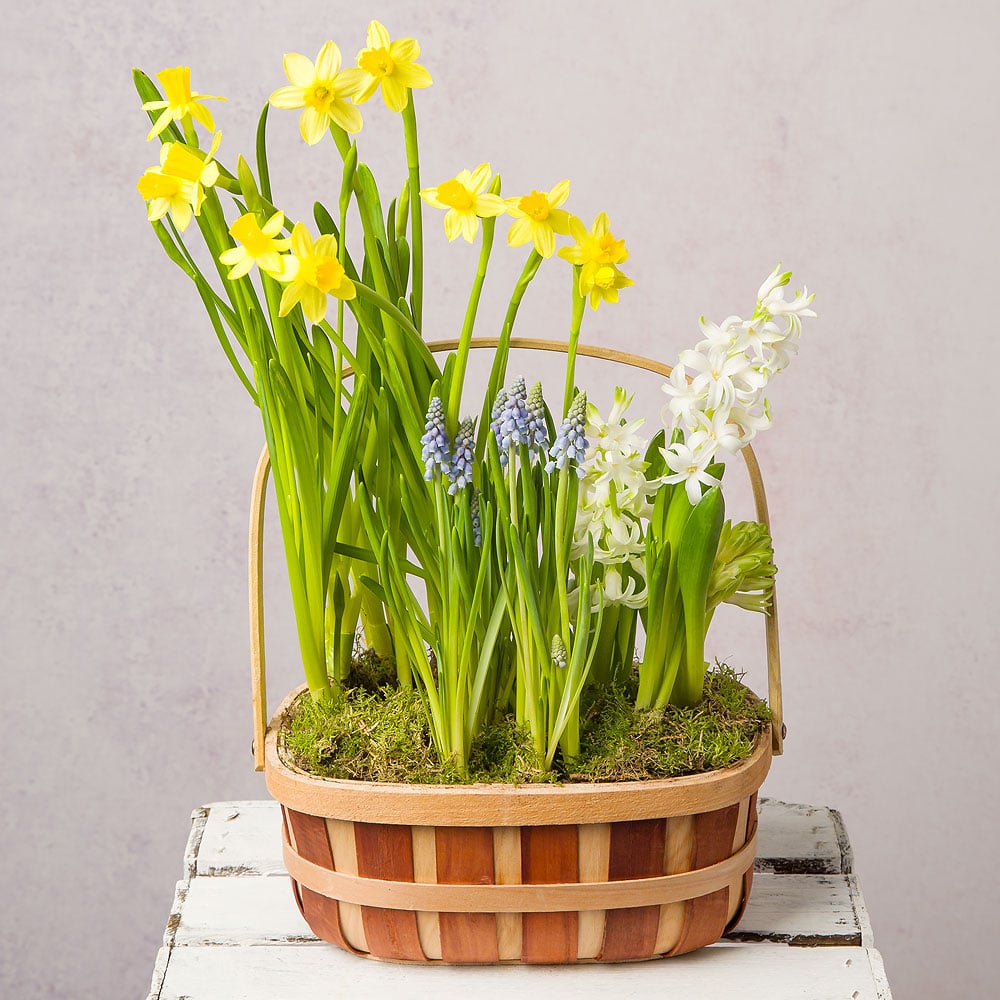 Flower Delivery | Bunches