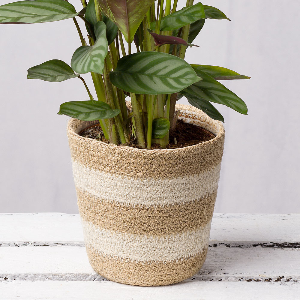 Flower Delivery | Bunches