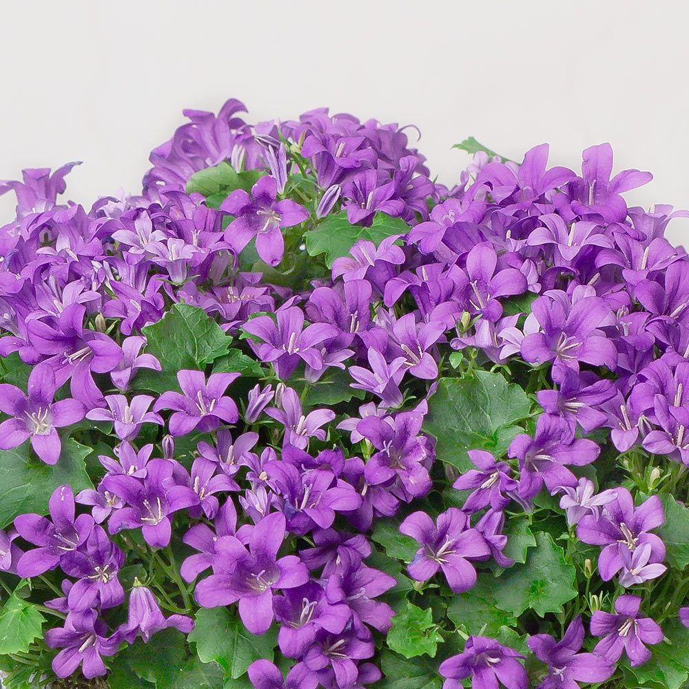 House Plants With Purple Flowers