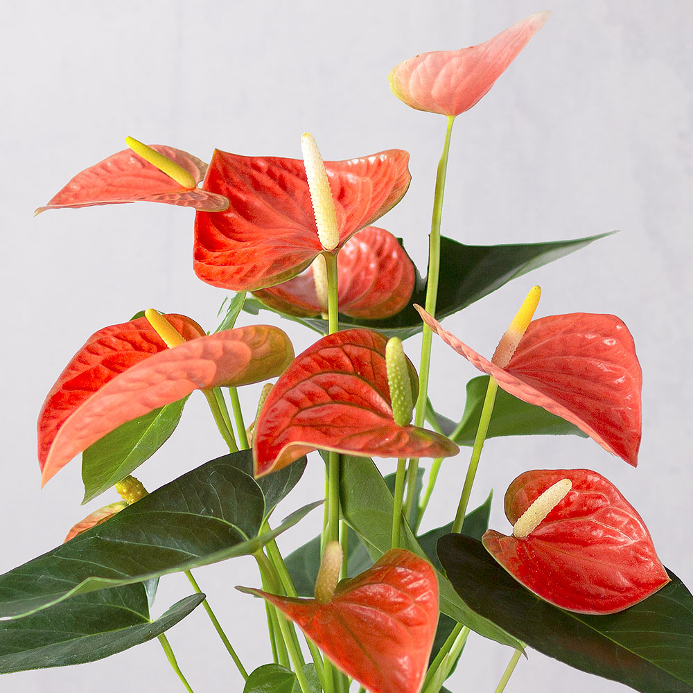 Flower Delivery | Bunches