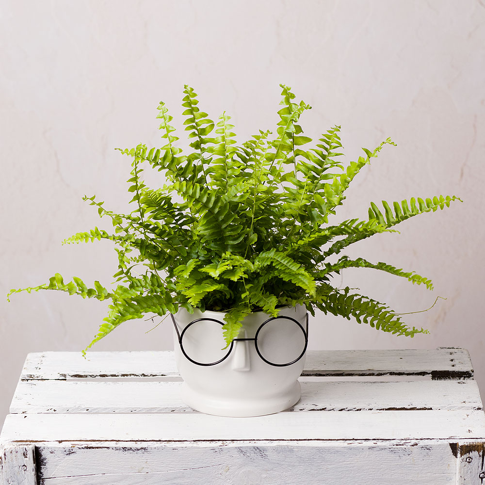 Flower Delivery | Bunches