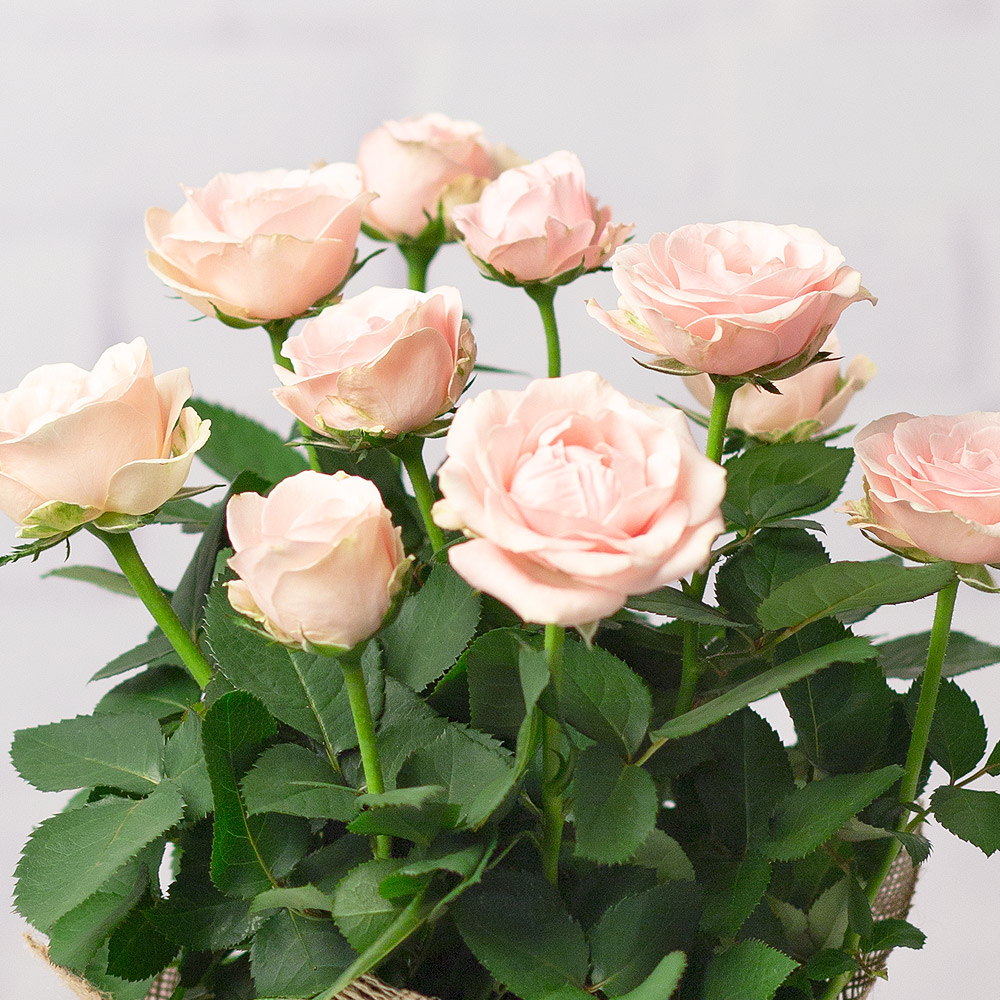 Flower Delivery | Bunches