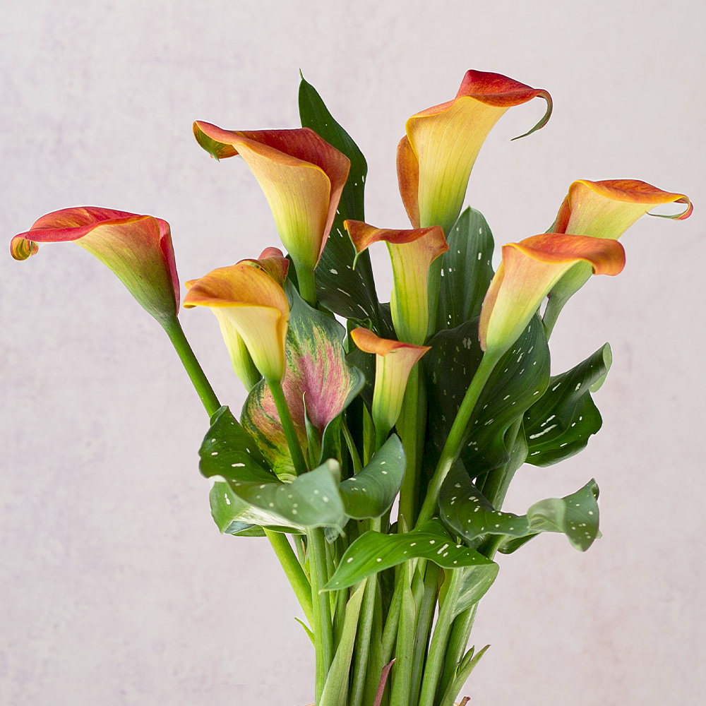 Flower Delivery | Bunches