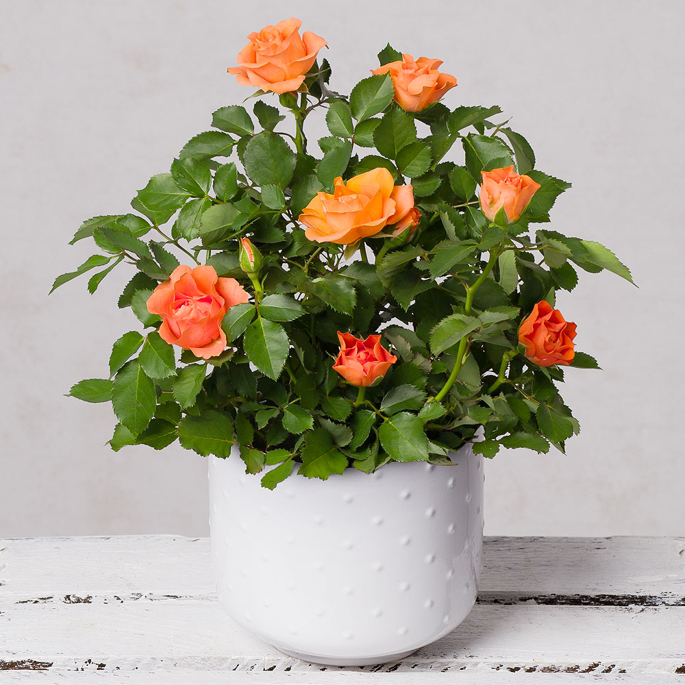 Flower Delivery | Bunches