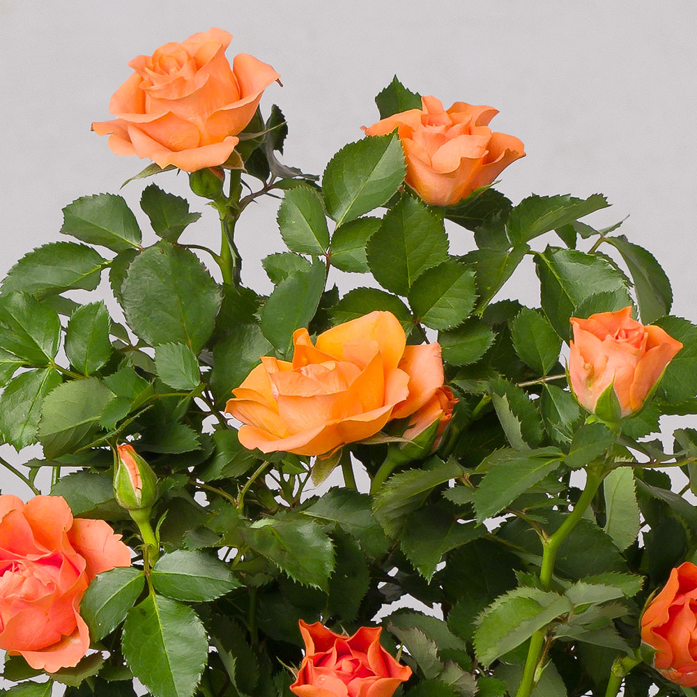 Flower Delivery | Bunches