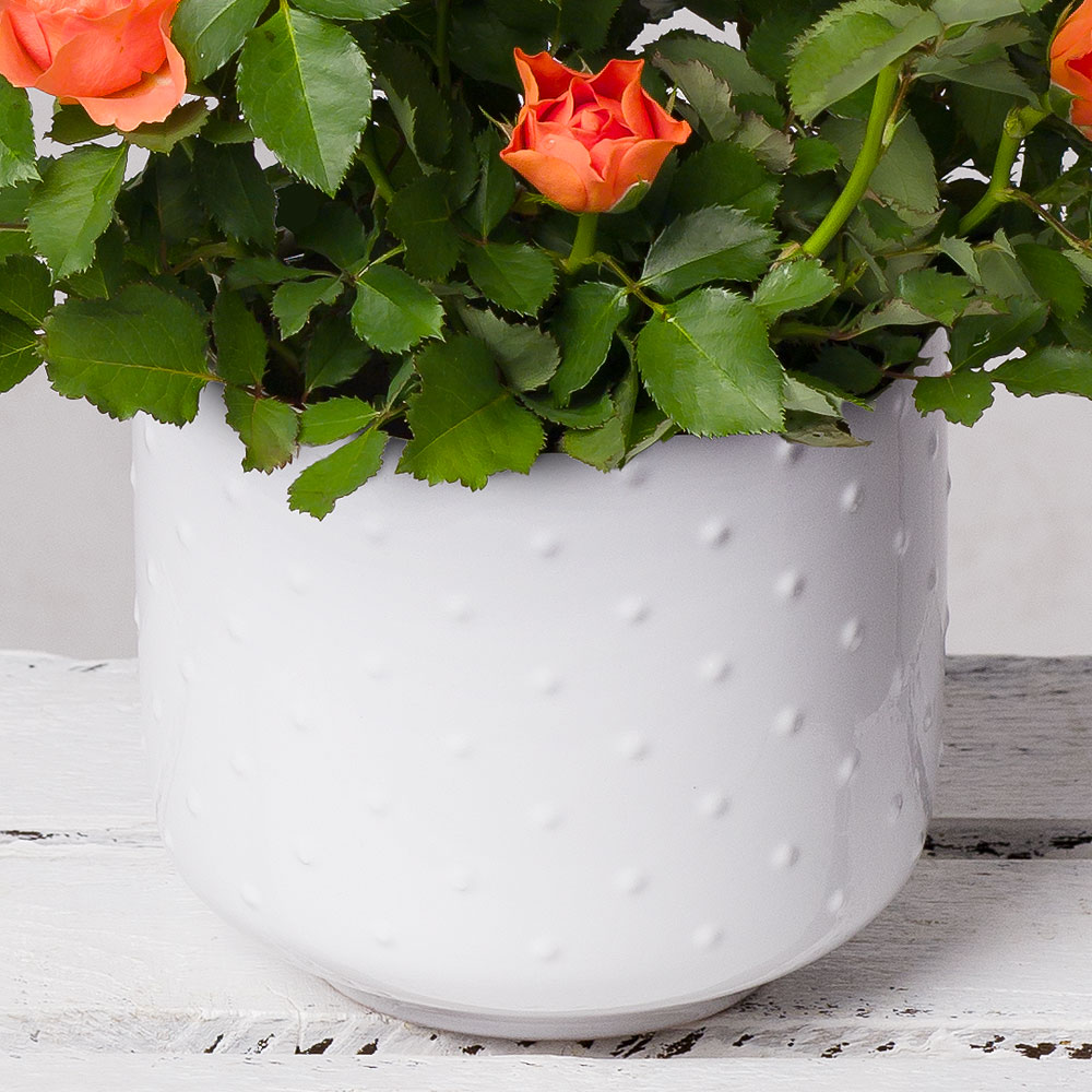 Flower Delivery | Bunches