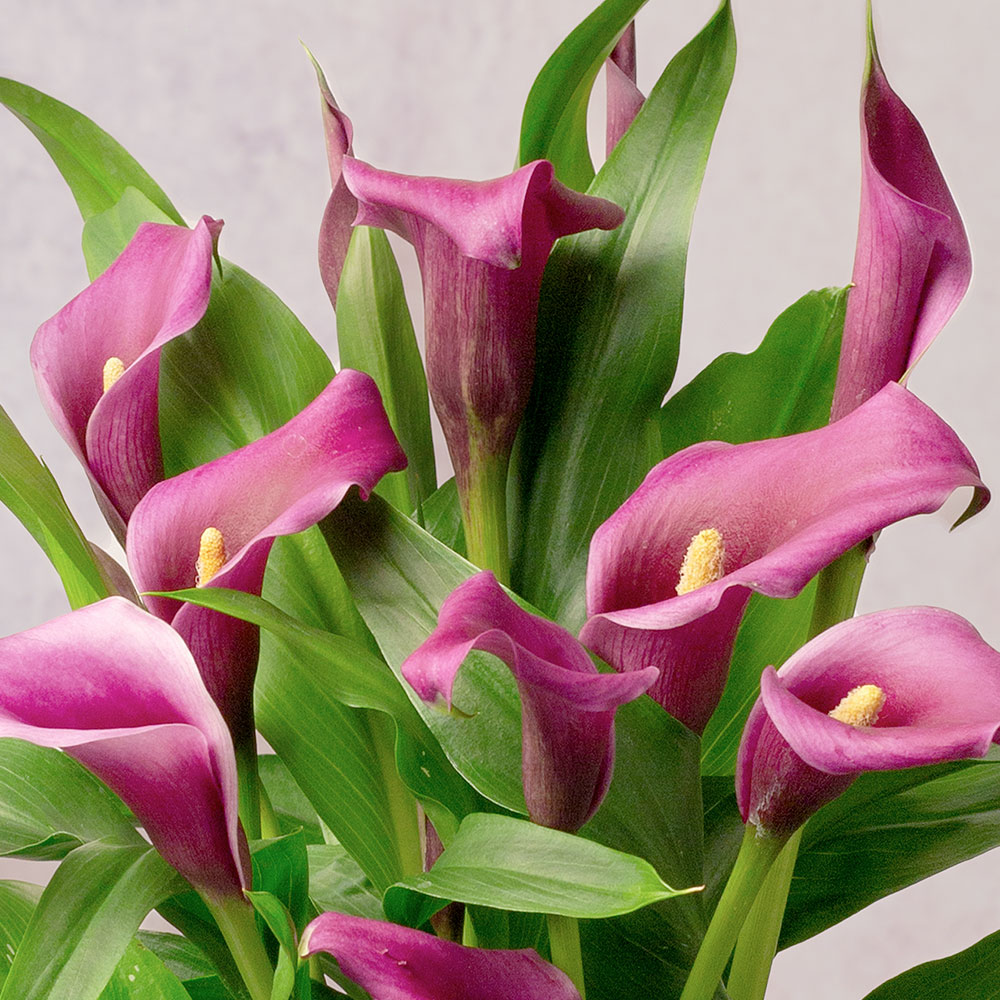 Flower Delivery | Bunches