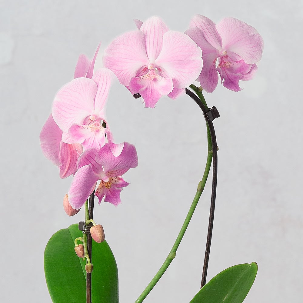 Flower Delivery | Bunches