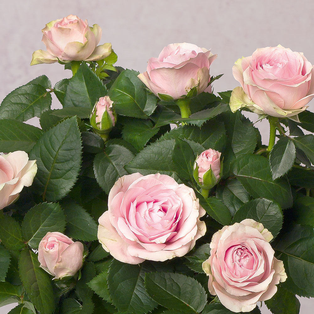 Flower Delivery | Bunches