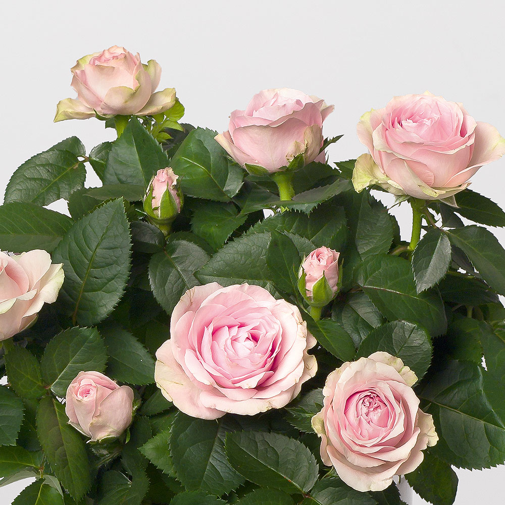 Flower Delivery | Bunches