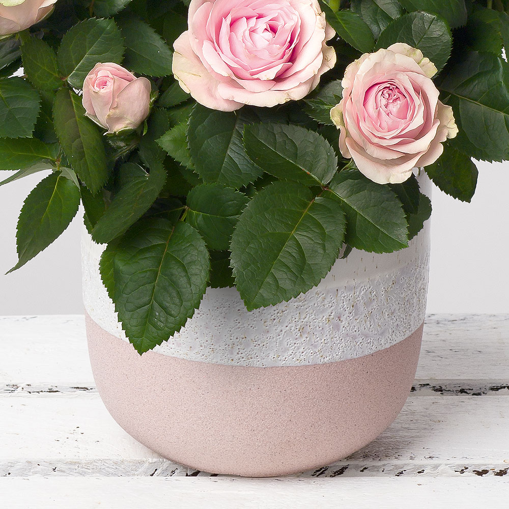 Flower Delivery | Bunches