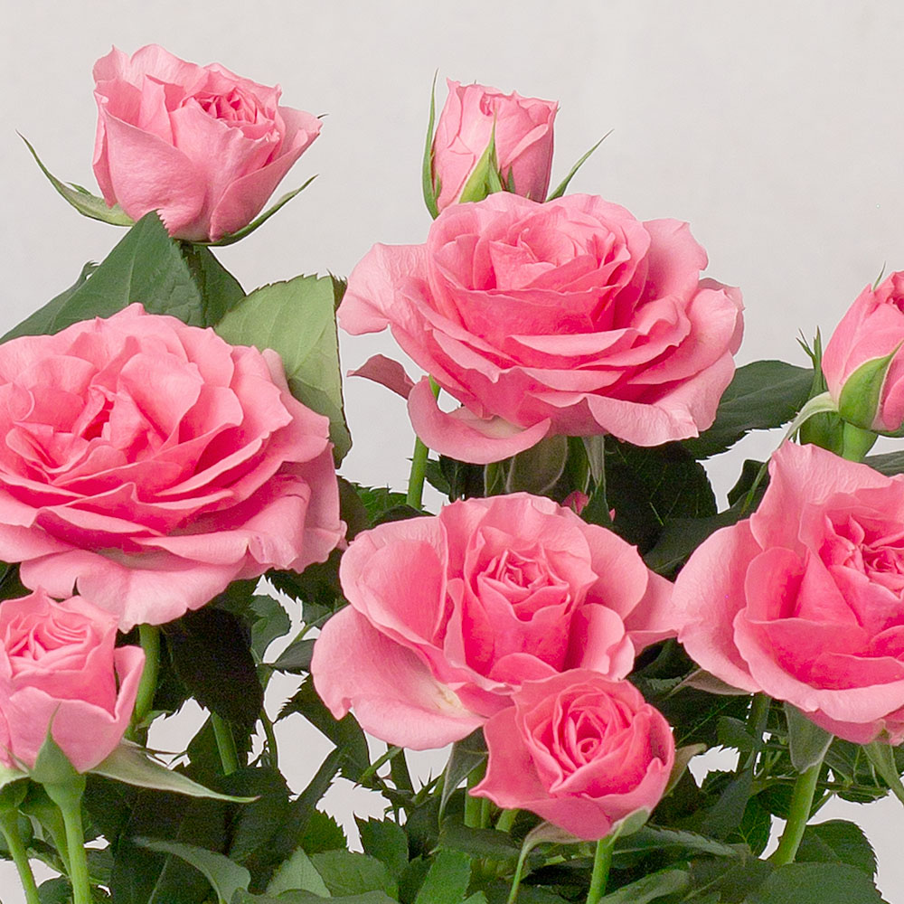 Flower Delivery | Bunches