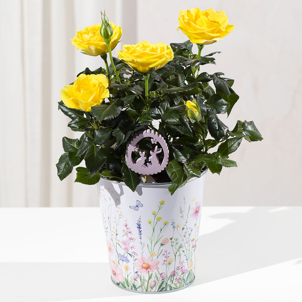 Flower Delivery | Bunches