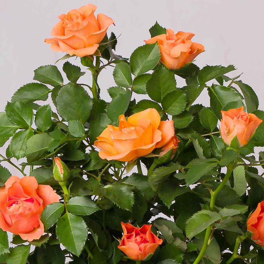 Flower Delivery | Bunches