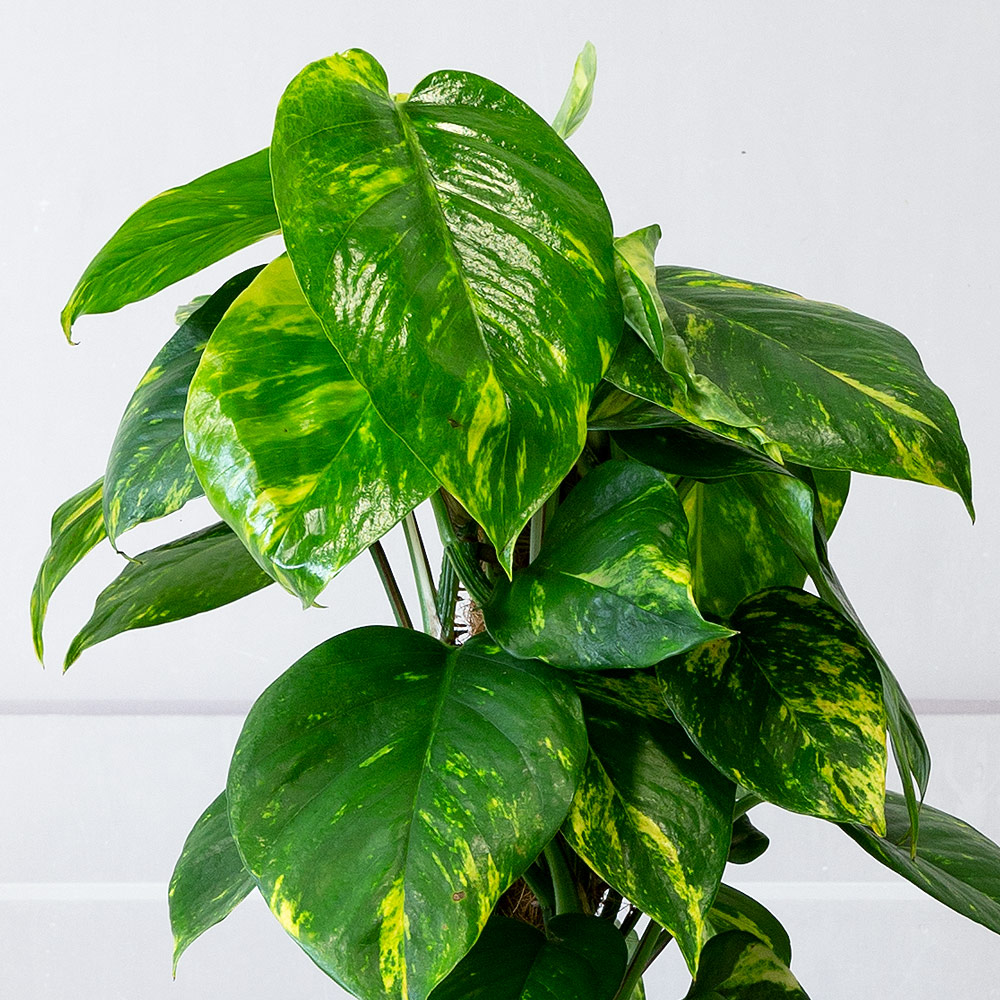 Golden Pothos Plant Golden Pothos Plant