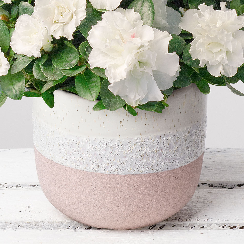 Flower Delivery | Bunches