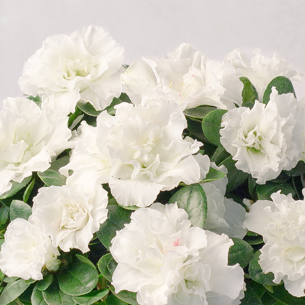 Flower Delivery | Bunches