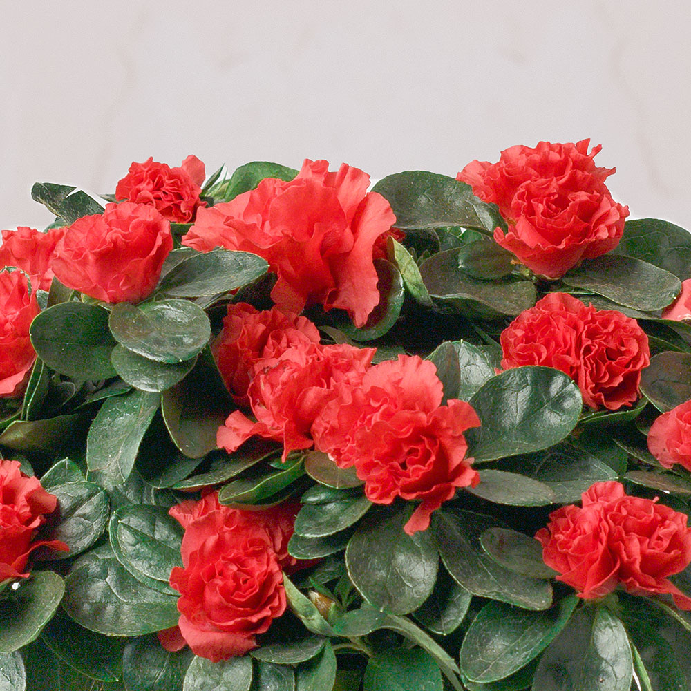 Flower Delivery | Bunches