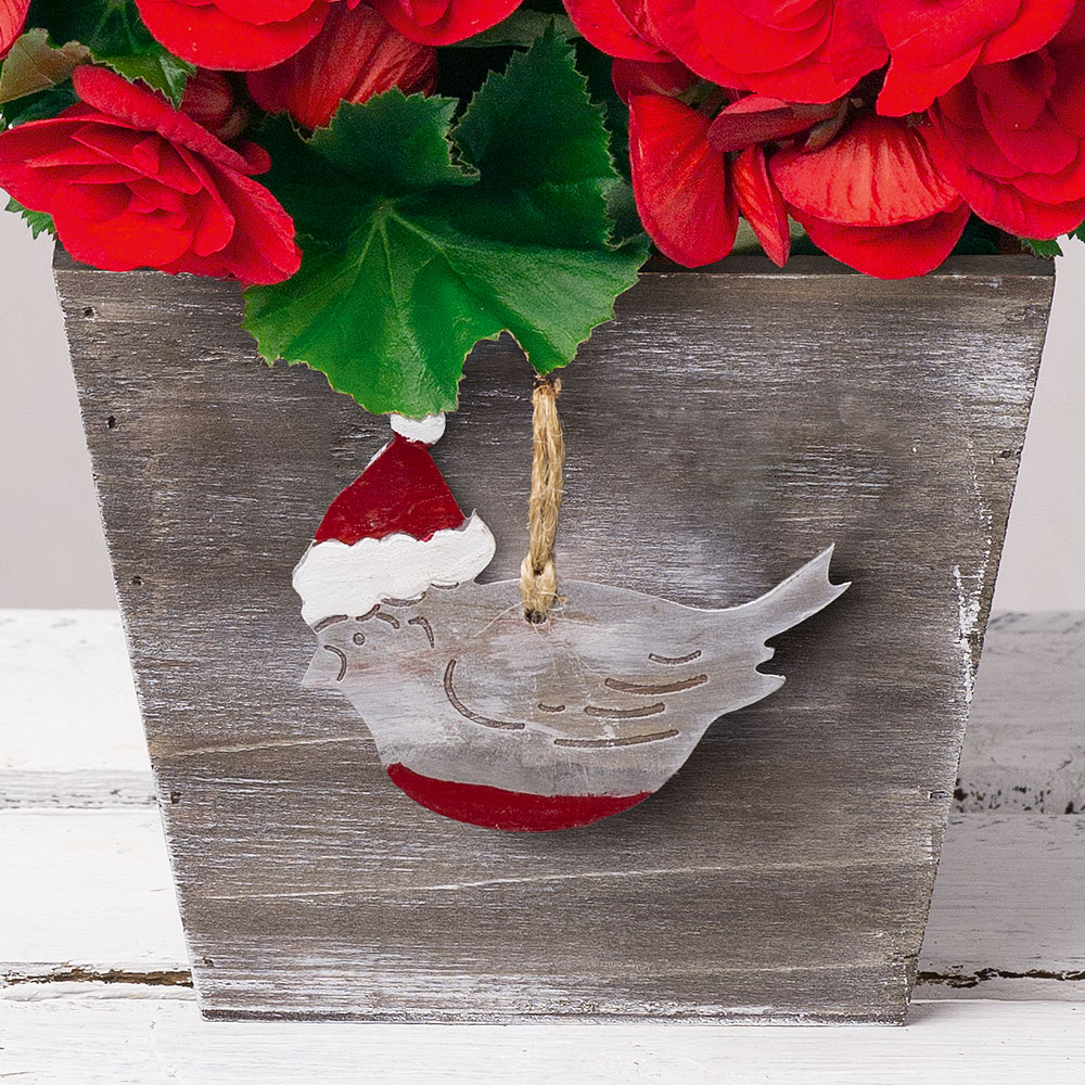Begonia Indoor Plant Christmas