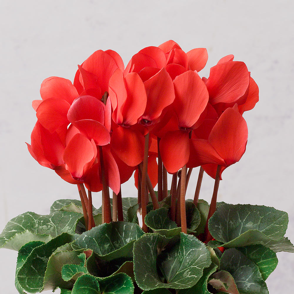 Flower Delivery | Bunches