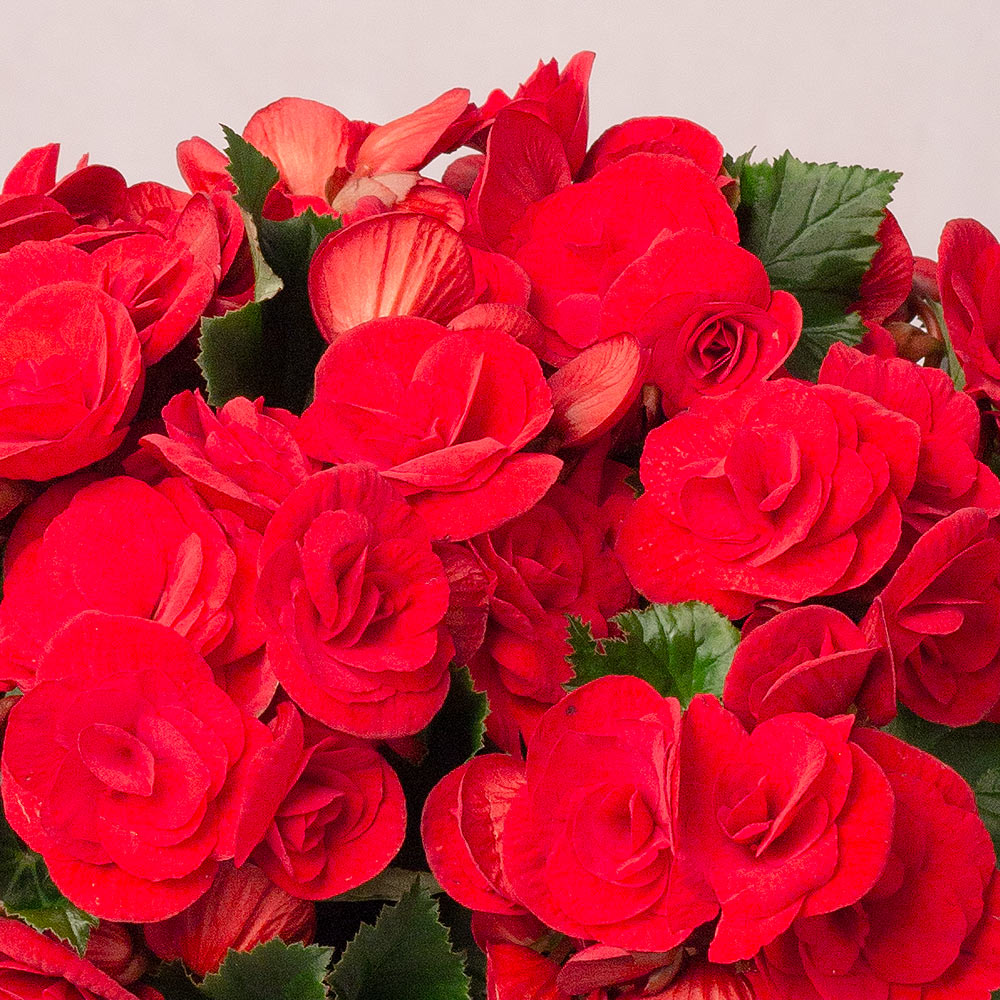 Flower Delivery | Bunches