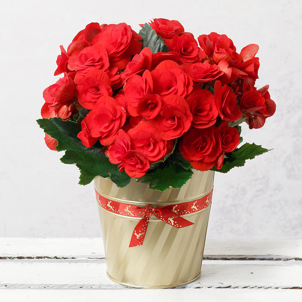 Flower Delivery | Bunches
