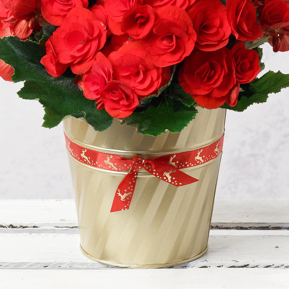 Flower Delivery | Bunches
