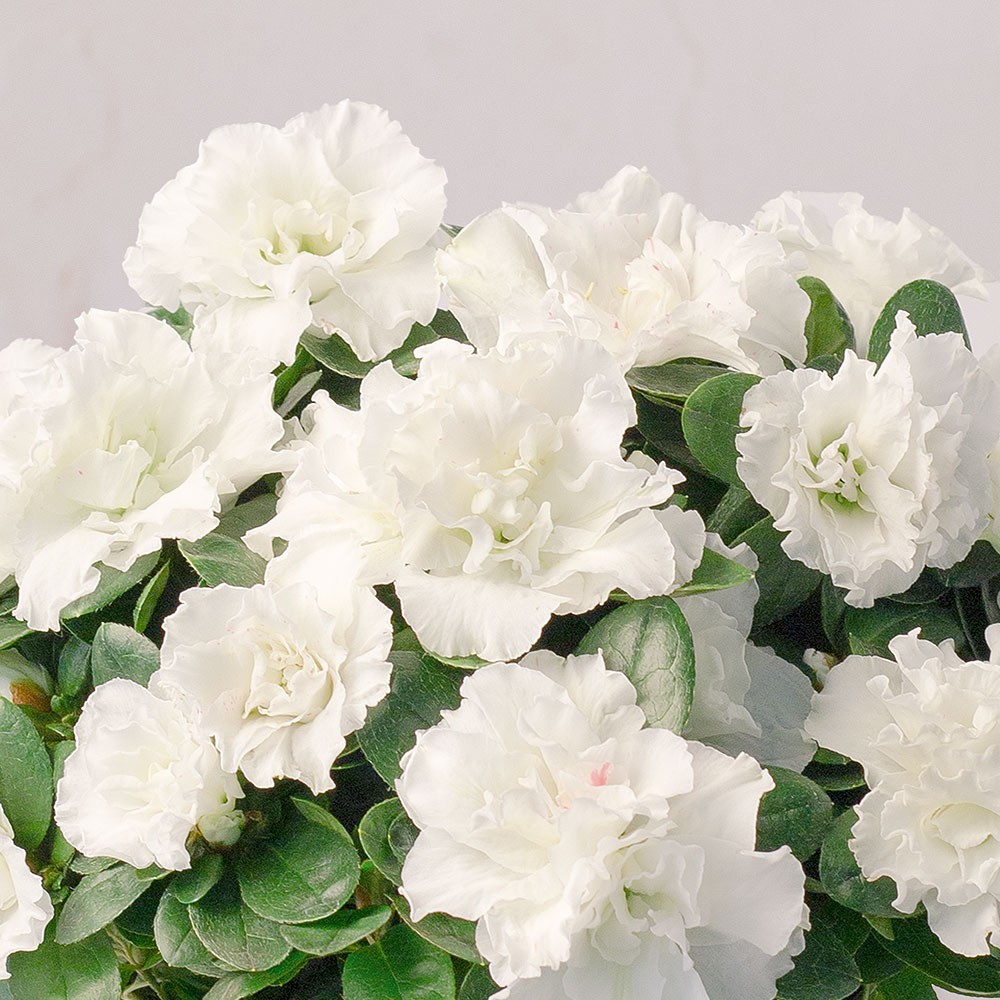 Flower Delivery | Bunches