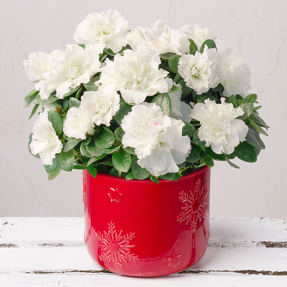 Flower Delivery | Bunches
