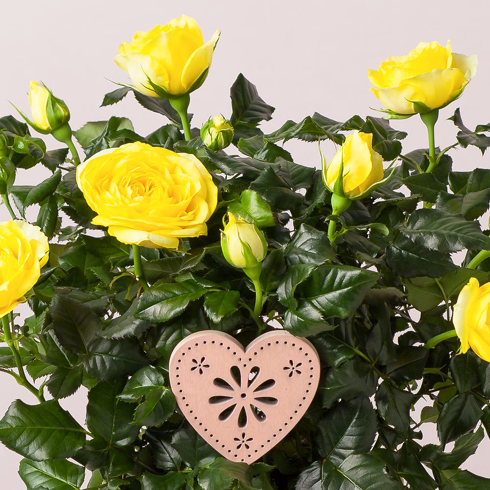 Flower Delivery | Bunches