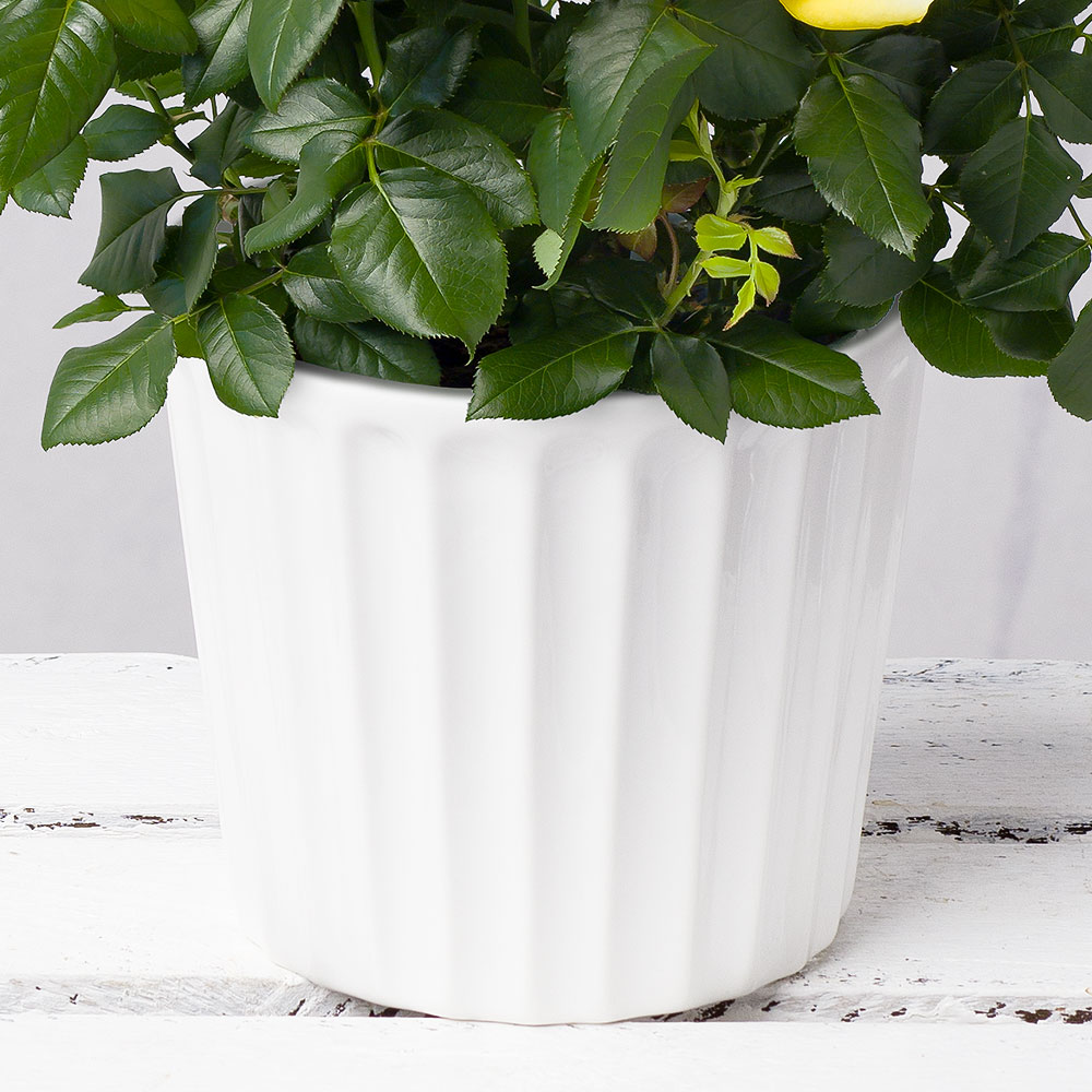 Flower Delivery | Bunches