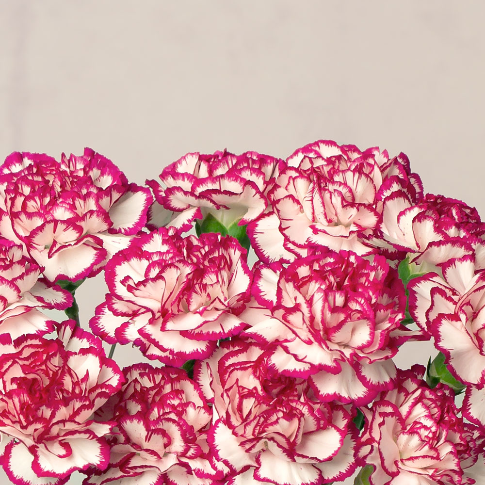 Flower Delivery | Bunches